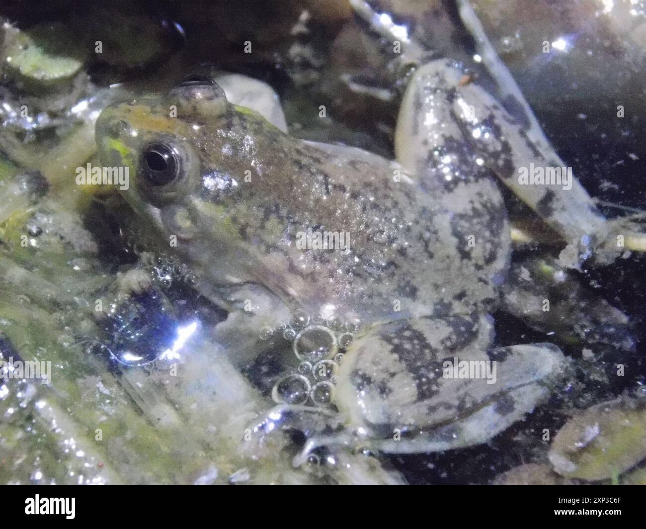 Lesser Swimming Frog (Pseudis minuta) Amphibia Stock Photo - Alamy