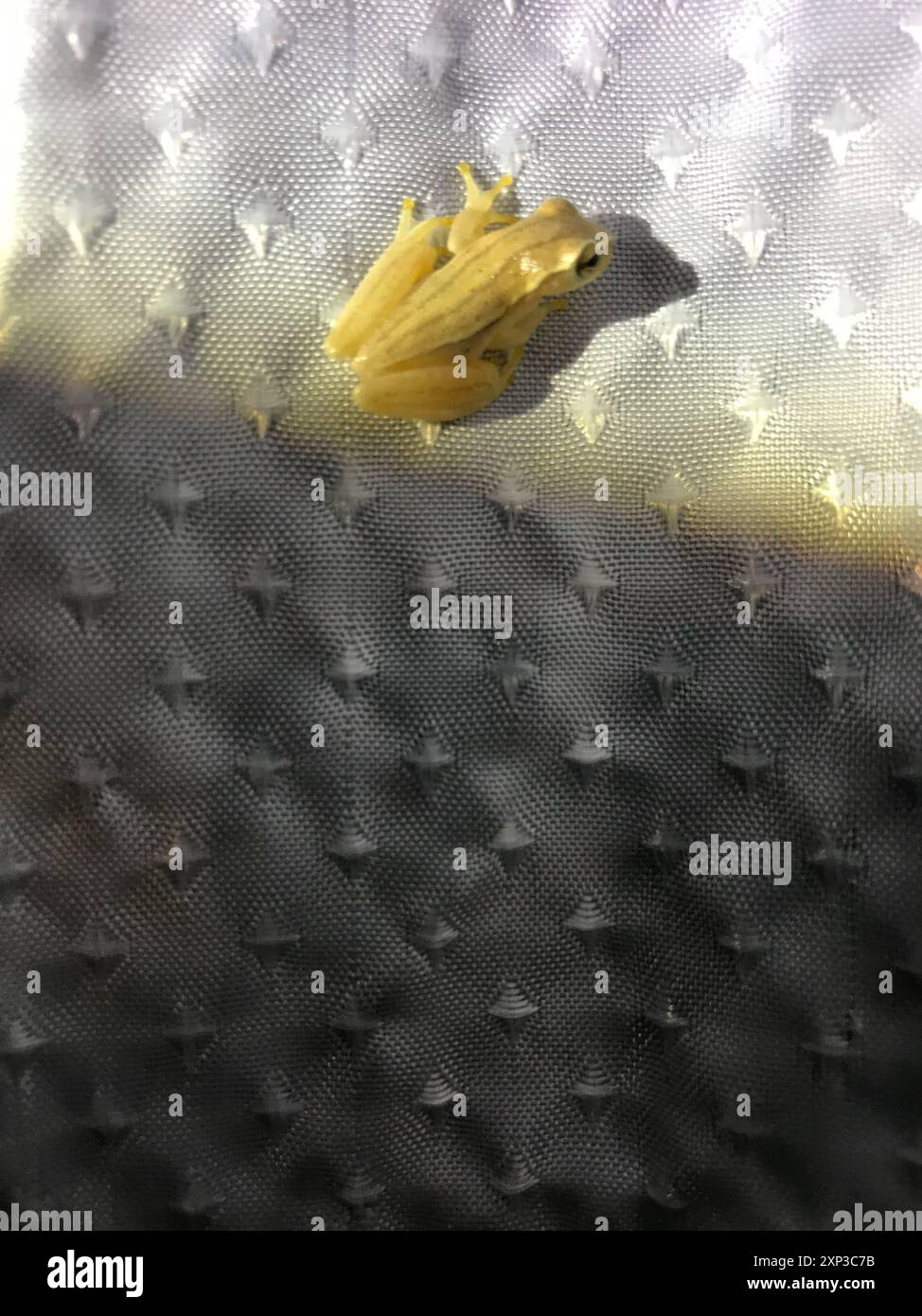 Yellow Tree Frog (Dendropsophus microcephalus) Amphibia Stock Photo - Alamy