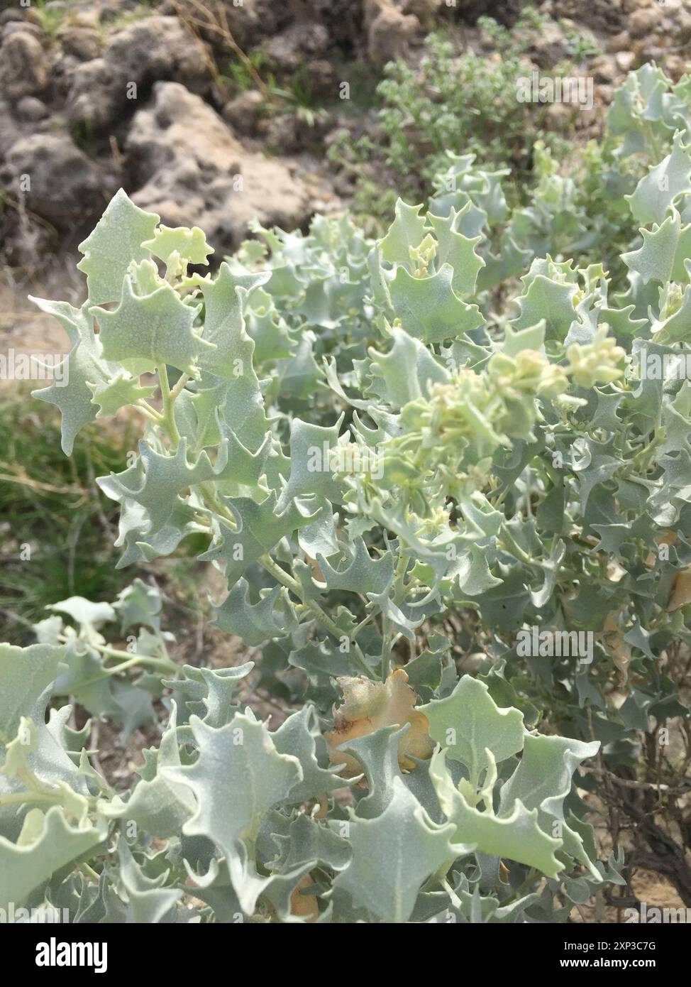 Atriplex hymenelytra hi-res stock photography and images - Alamy