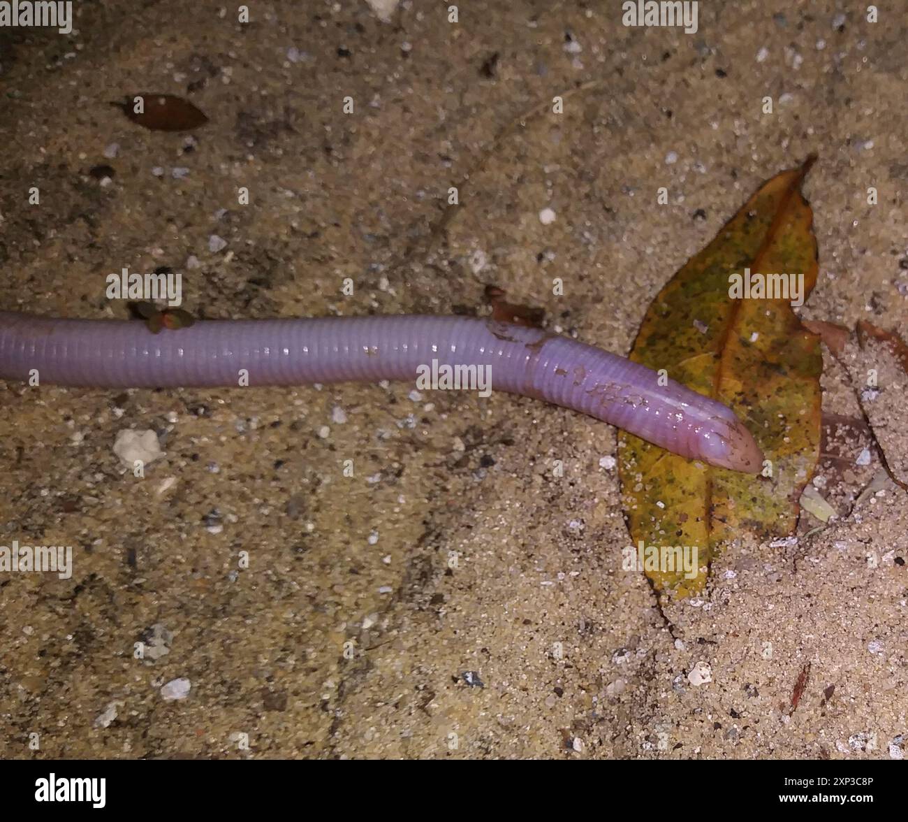 Florida Worm Lizard (Rhineura floridana) Reptilia Stock Photo - Alamy