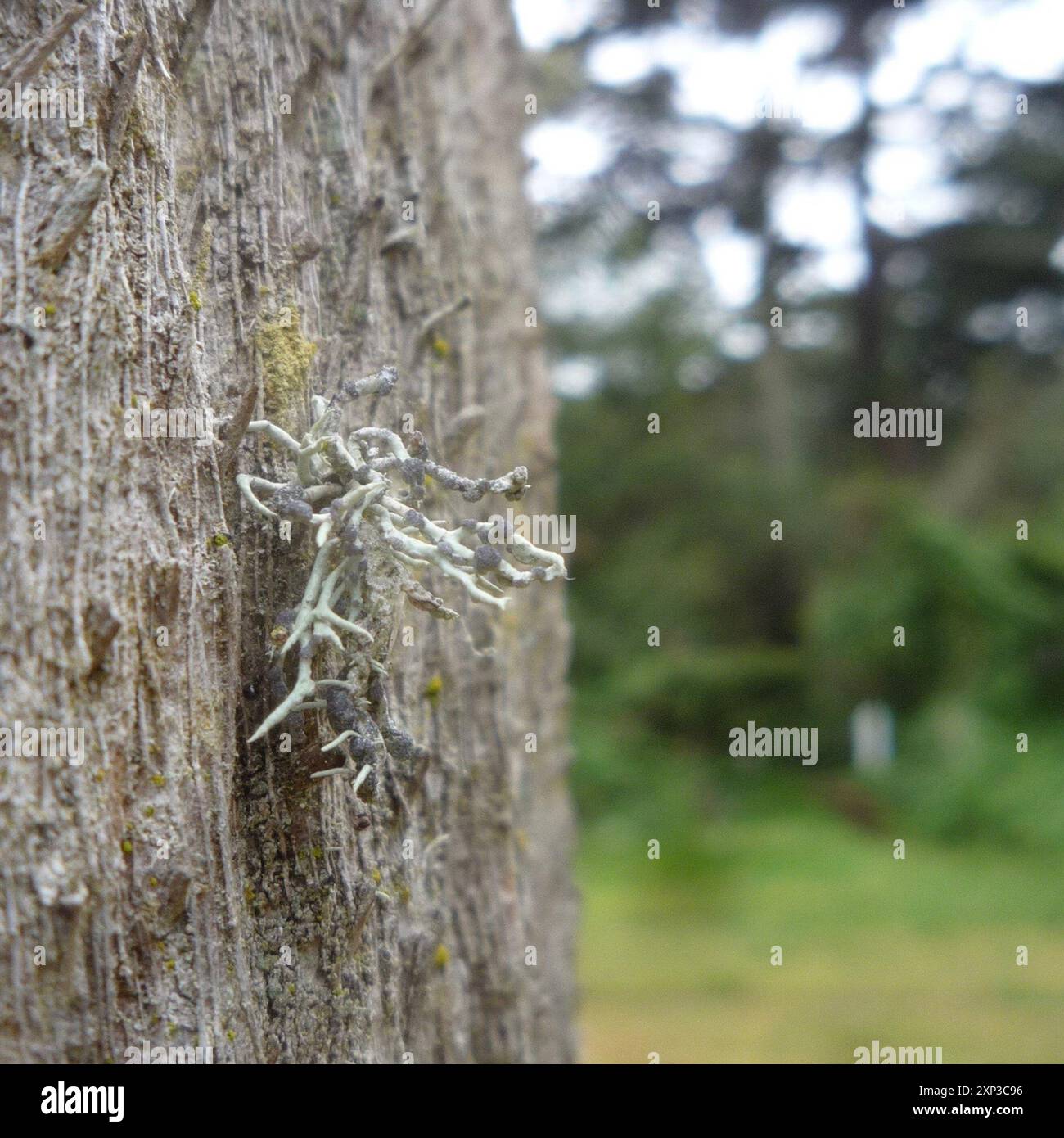 Powdery Sea-Fog Lichen (Niebla cephalota) Fungi Stock Photo - Alamy