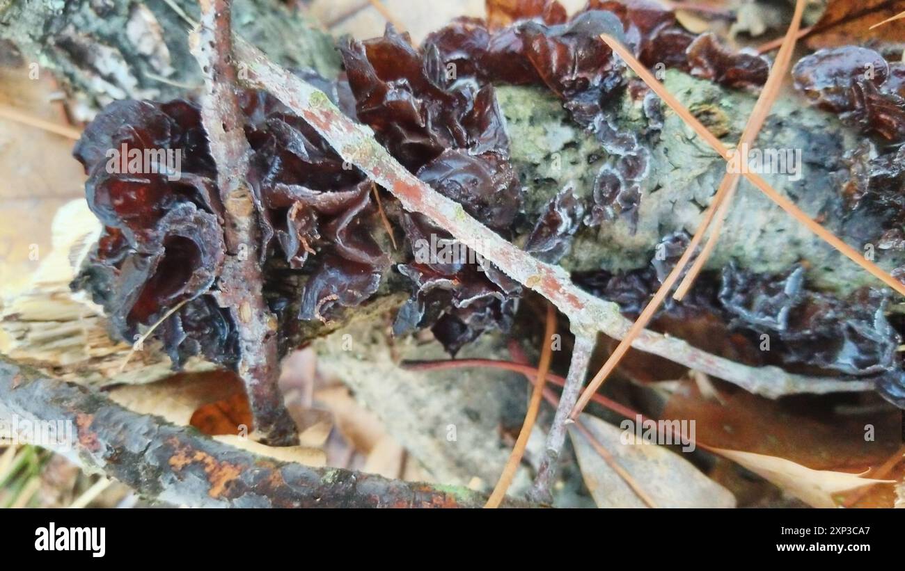 Exidia crenata hi-res stock photography and images - Alamy