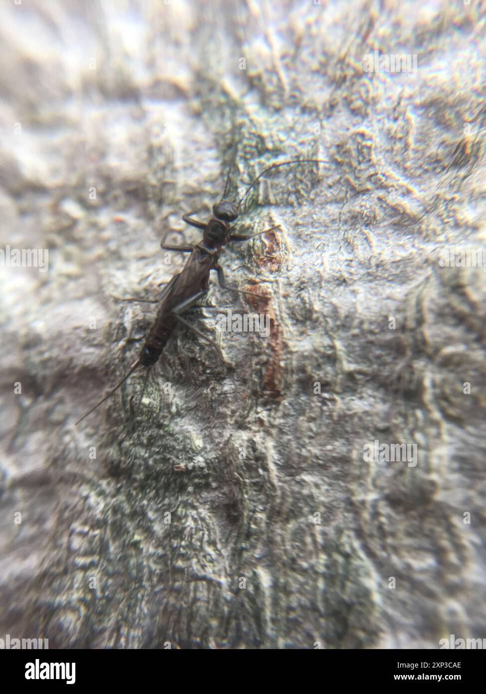 Small Winter Stoneflies (Capniidae) Insecta Stock Photo - Alamy