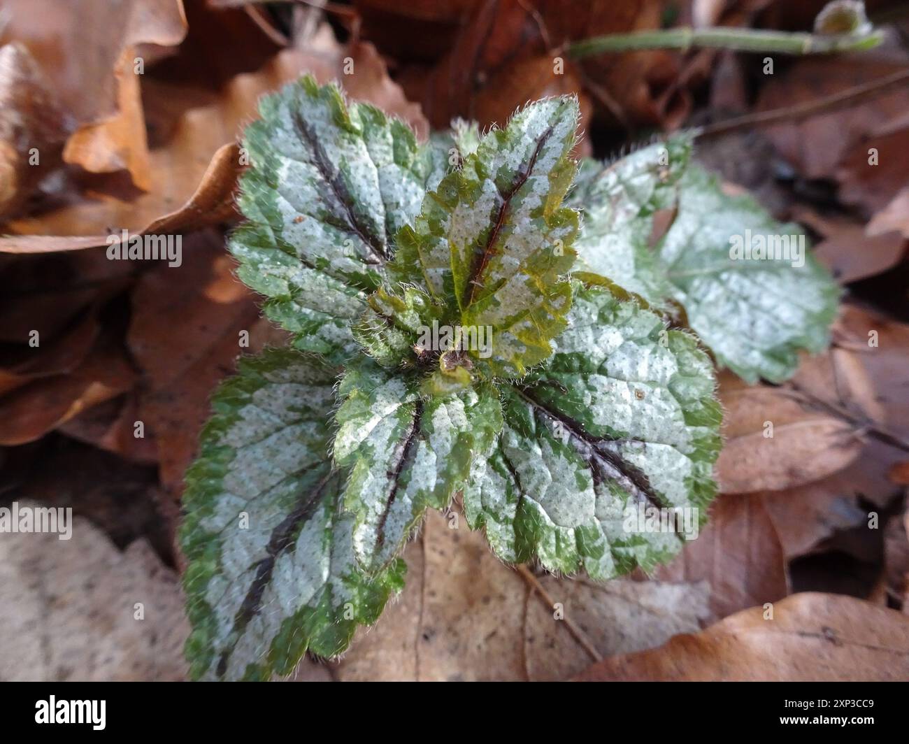 Variegated Yellow Archangel (Lamium galeobdolon argentatum) Plantae ...