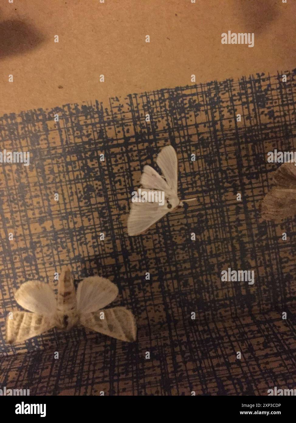 Four-spotted Palpita Moth (Palpita quadristigmalis) Insecta Stock Photo ...