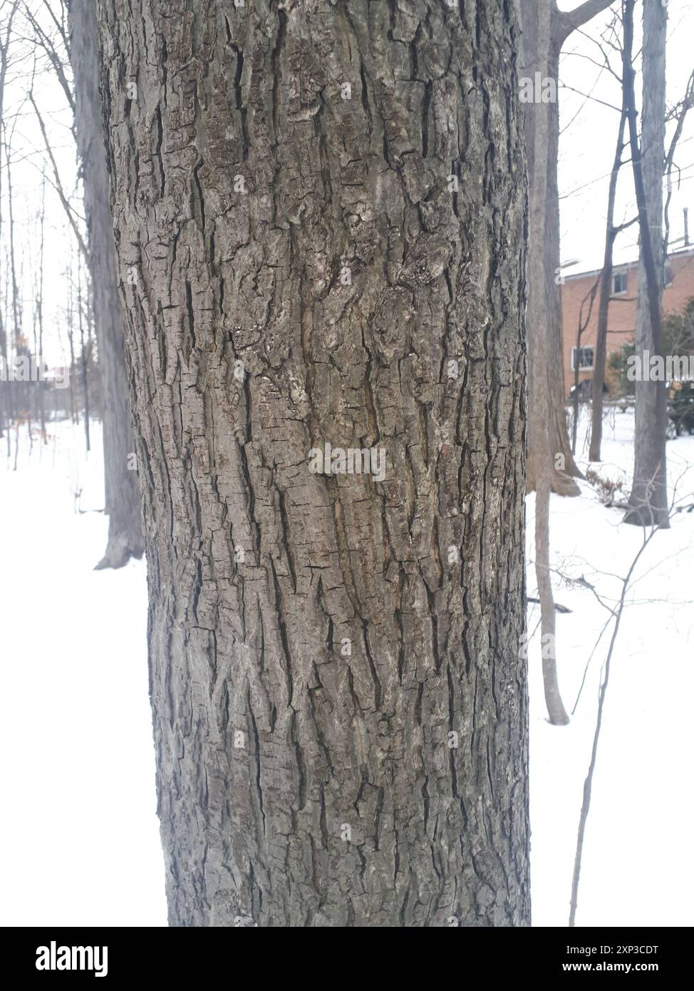 bitternut hickory (Carya cordiformis) Plantae Stock Photo - Alamy