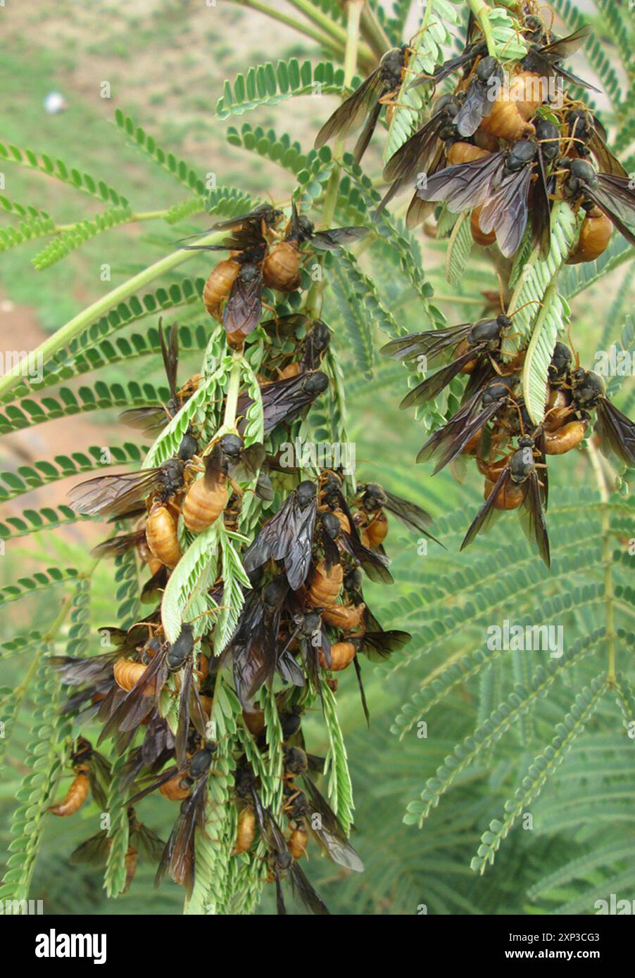 Carebara ant hi-res stock photography and images - Alamy