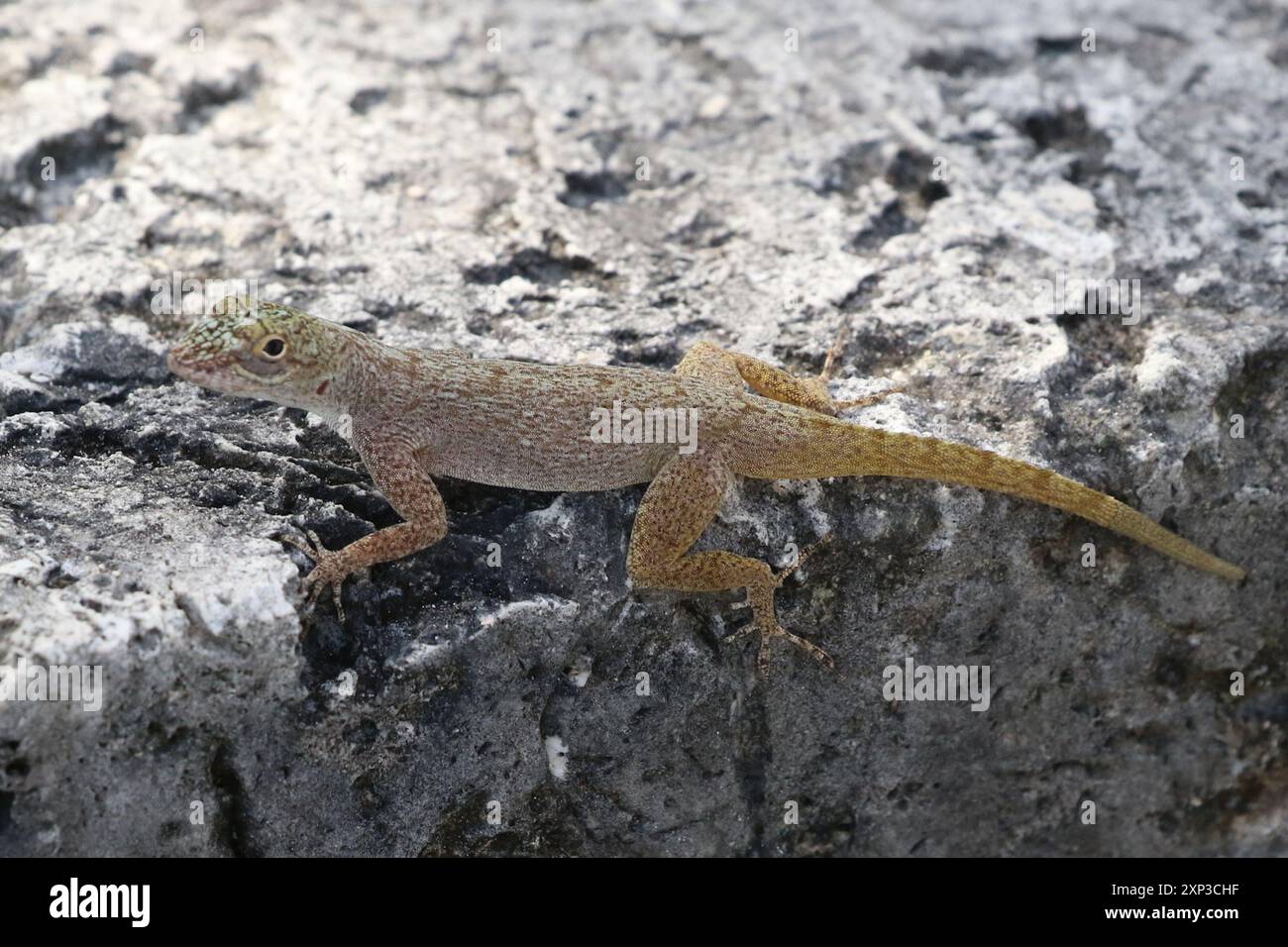 Anolis distichus hi-res stock photography and images - Alamy