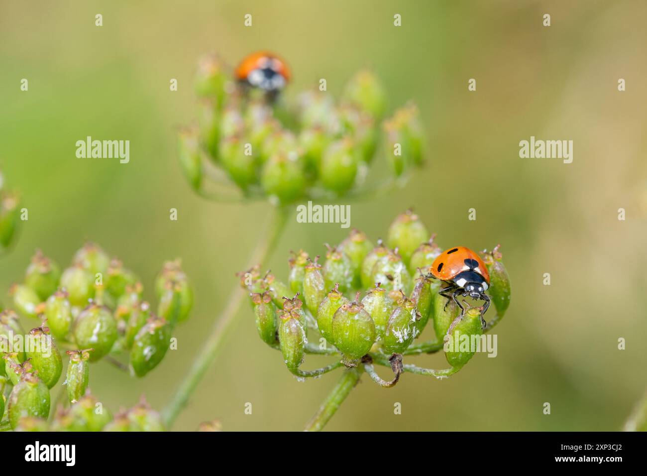 Seven-spot ladybird (Coccinella septempunctata), two ladybirds on ...