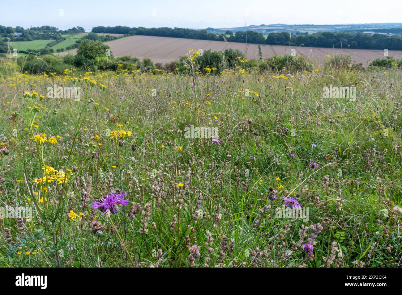 View of Yew Hill, a Butterfly Conservation nature reserve, chalk downs ...