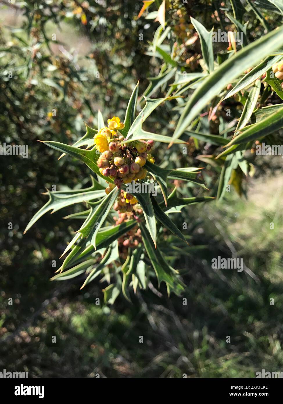 Agarita (Berberis trifoliolata) Plantae Stock Photo - Alamy