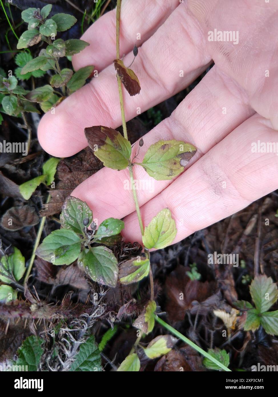 yerba buena (Clinopodium douglasii) Plantae Stock Photo - Alamy