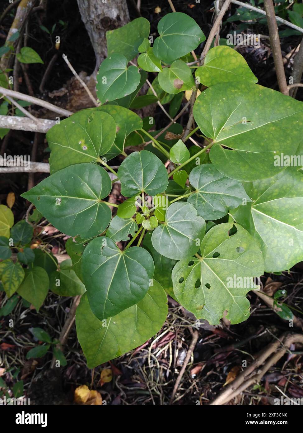 Portia tree (Thespesia populnea) Plantae Stock Photo - Alamy