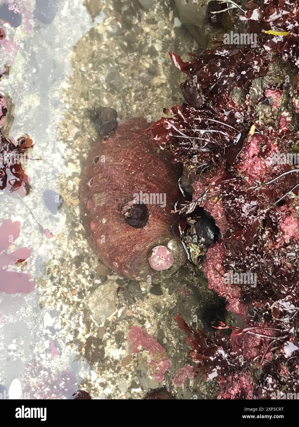 Haliotis rufescens hi-res stock photography and images - Alamy