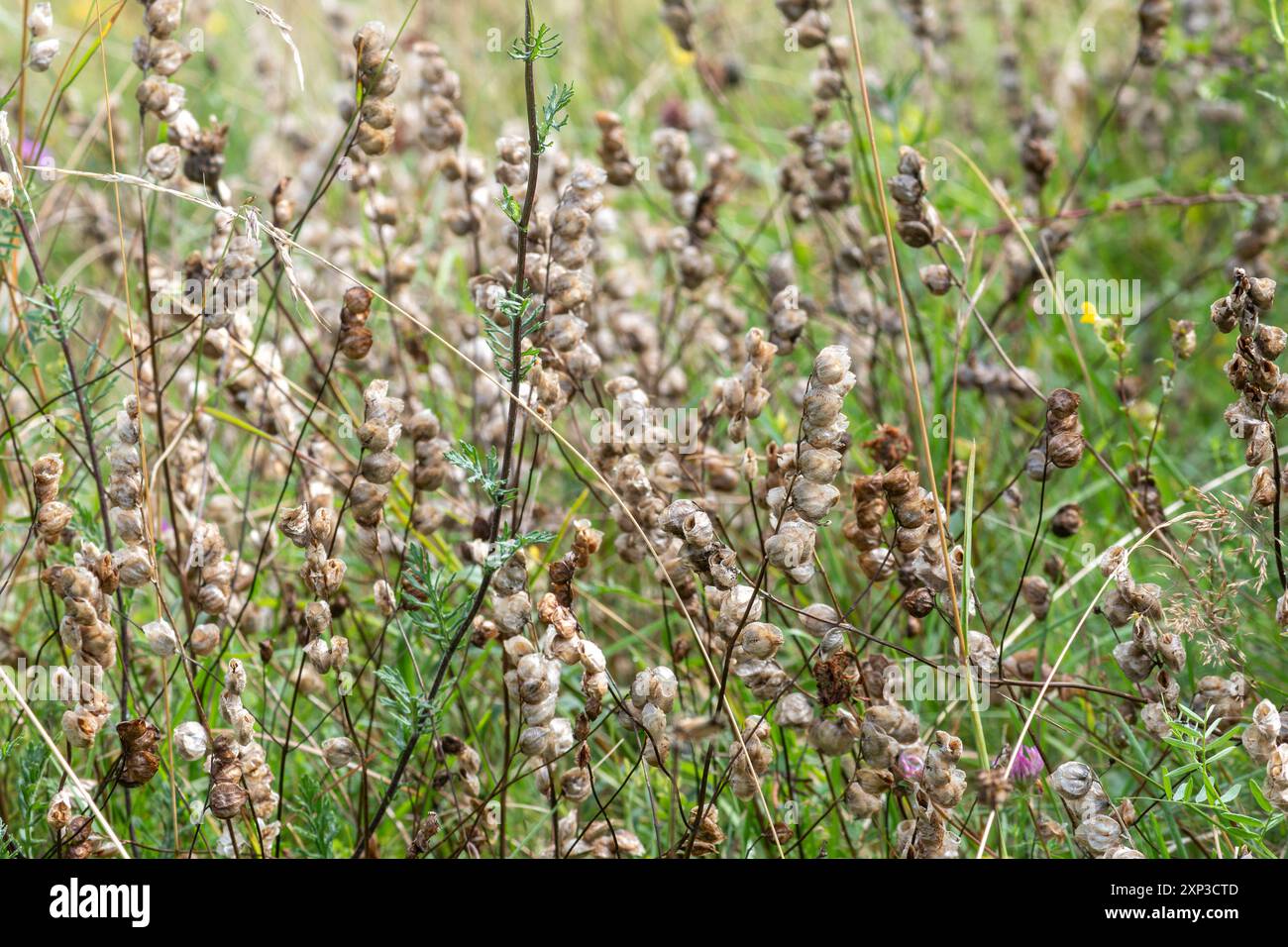 Patch of yellow rattle (Rhinanthus minor) seed heads. The seeds of this ...