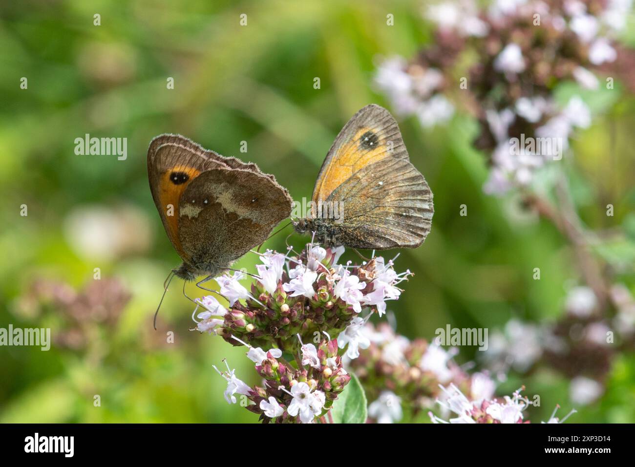 Gatekeeper butterfly (Pyronia tithonus), pair of gatekeeper butterflies ...