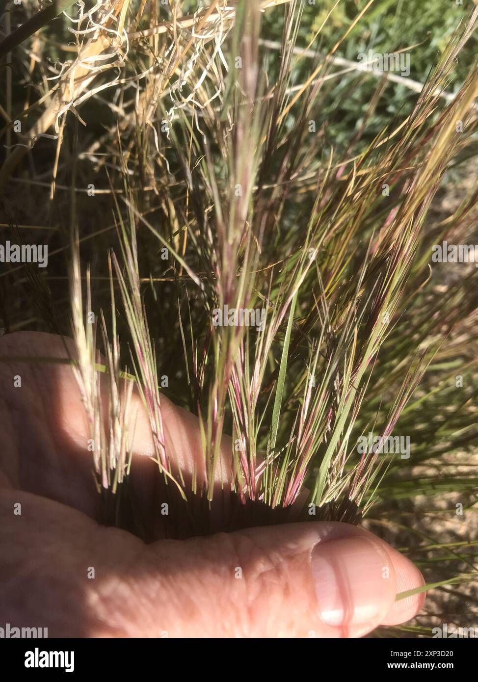 Purple Threeawn (Aristida purpurea) Plantae Stock Photo - Alamy