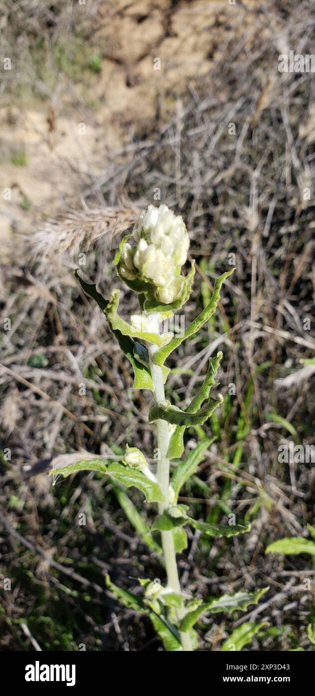 two-color rabbit tobacco (Pseudognaphalium biolettii) Plantae Stock ...