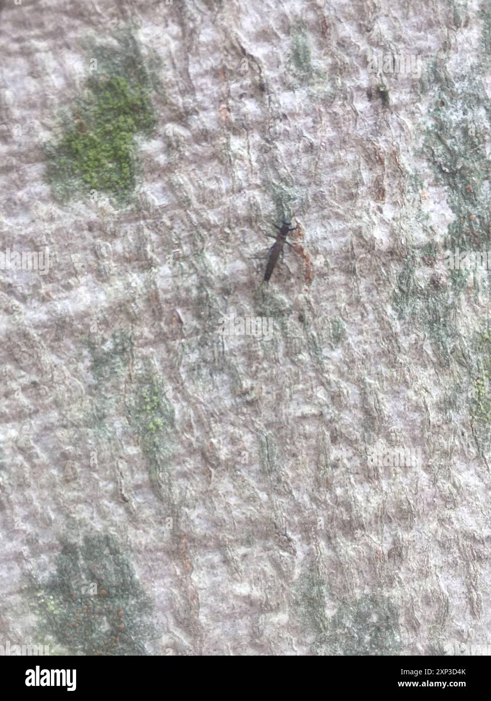 Small Winter Stoneflies (Capniidae) Insecta Stock Photo - Alamy