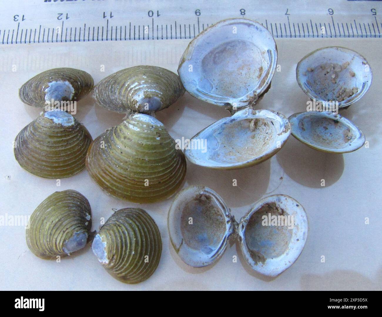 Asian Clam (Corbicula fluminea) Mollusca Stock Photo - Alamy