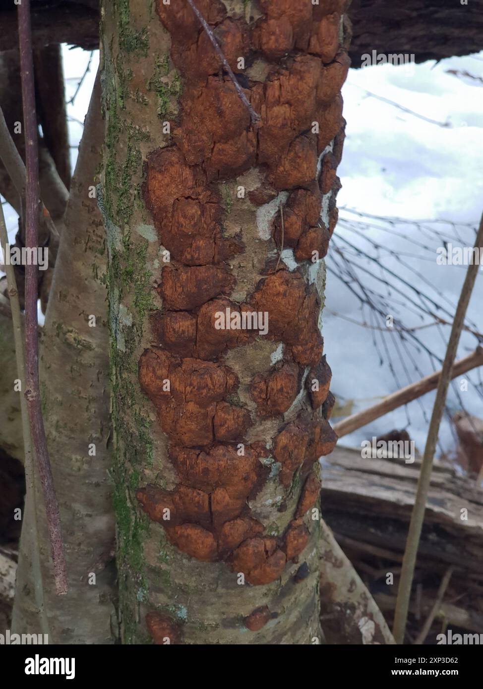 Alder Bracket (Mensularia radiata) Fungi Stock Photo - Alamy