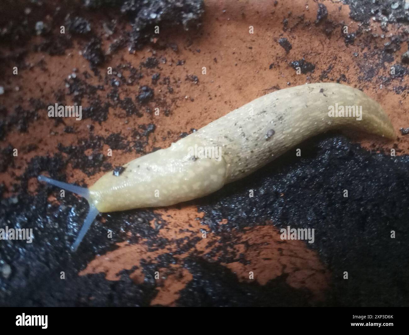 Yellow Cellar Slug (Limacus flavus) Mollusca Stock Photo - Alamy