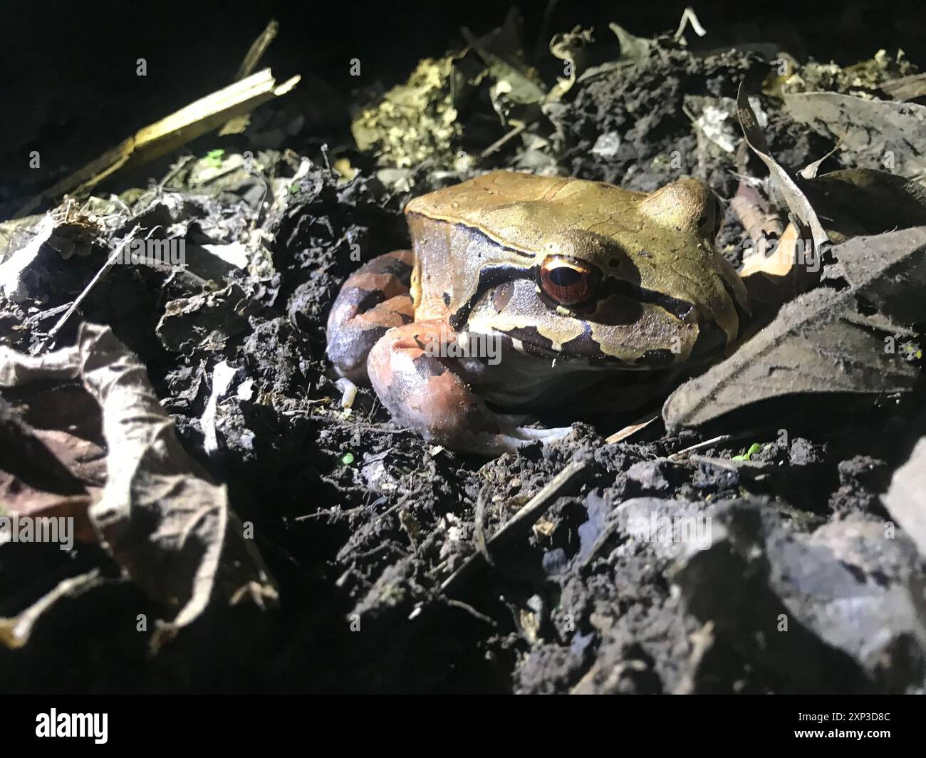 Thin toed frog hi-res stock photography and images - Alamy