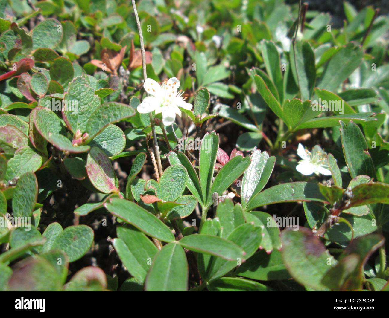 three-toothed cinquefoil (Sibbaldiopsis tridentata) Plantae Stock Photo ...