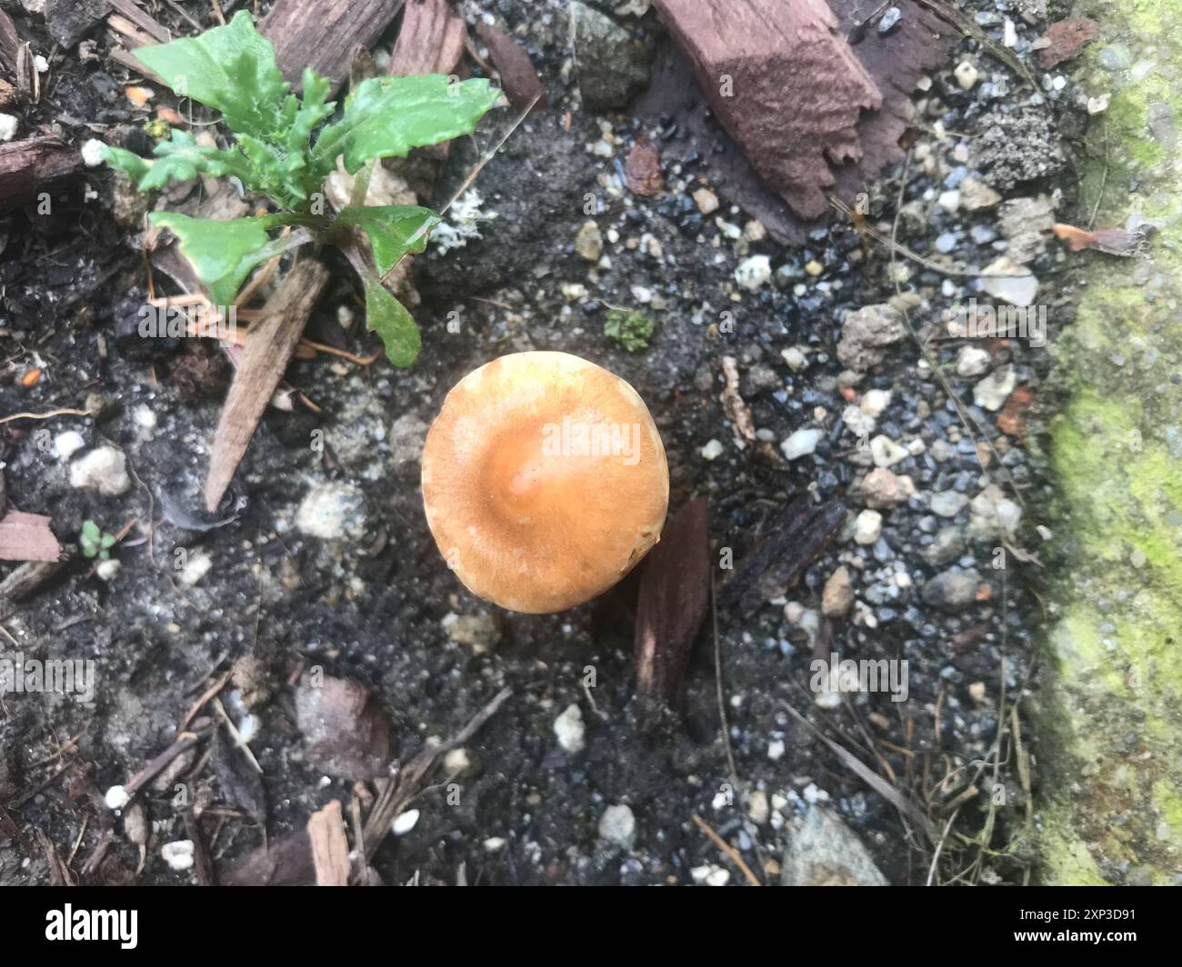 Common Fieldcap (Agrocybe pediades) Fungi Stock Photo - Alamy