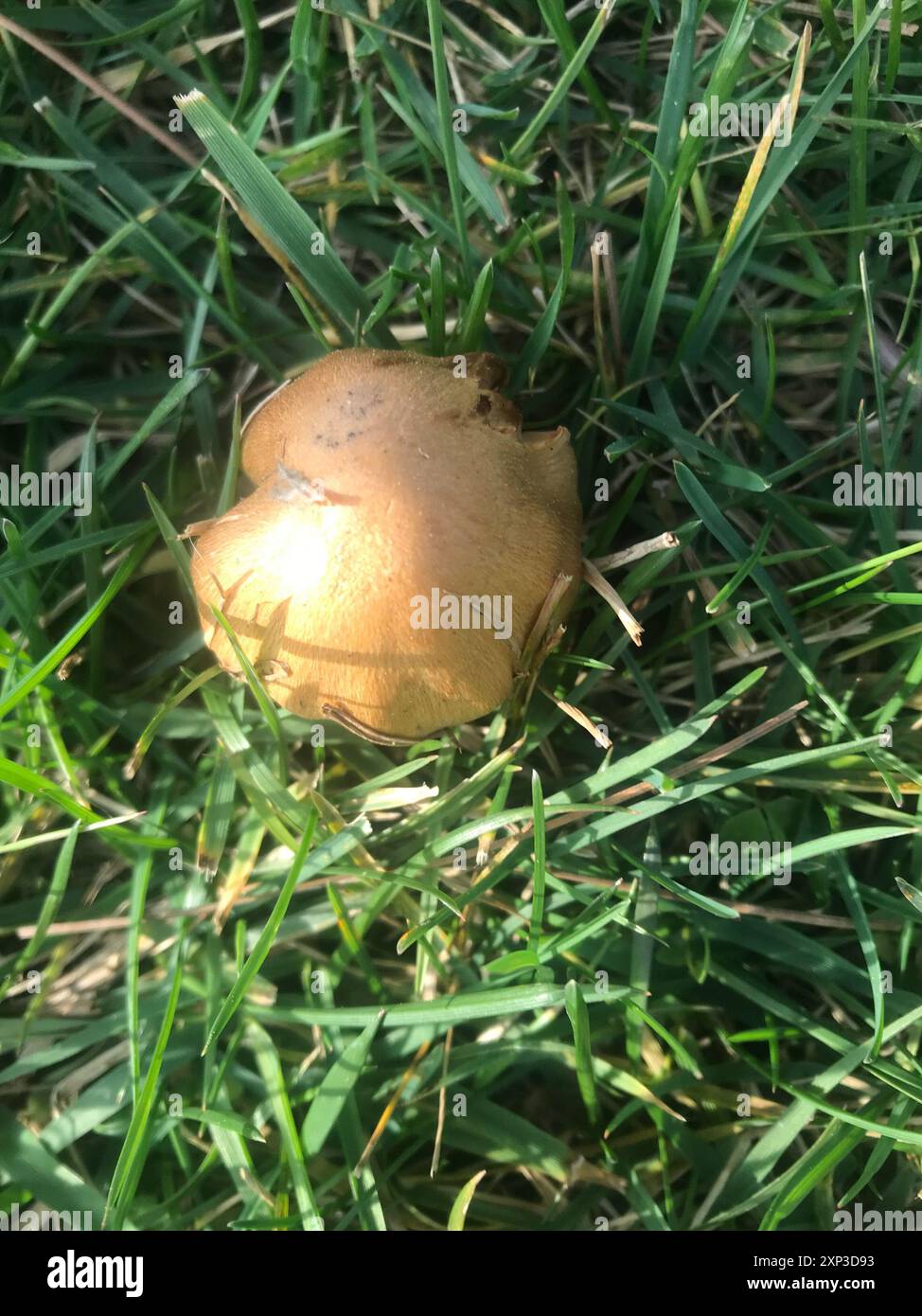 weeping widow (Lacrymaria lacrymabunda) Fungi Stock Photo - Alamy