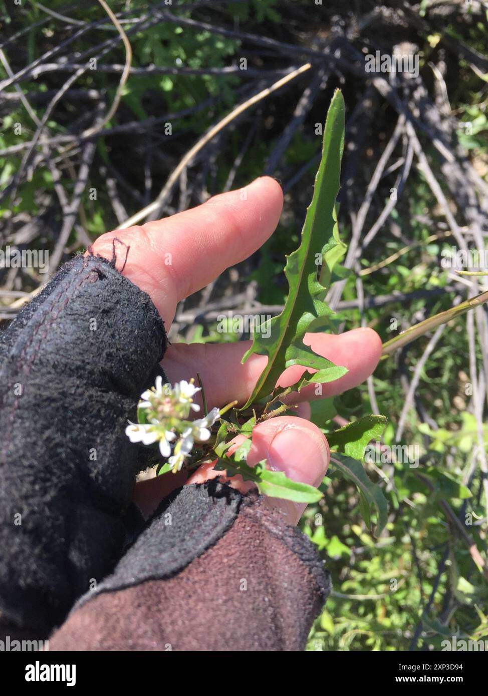 California mustard (Caulanthus lasiophyllus) Plantae Stock Photo - Alamy