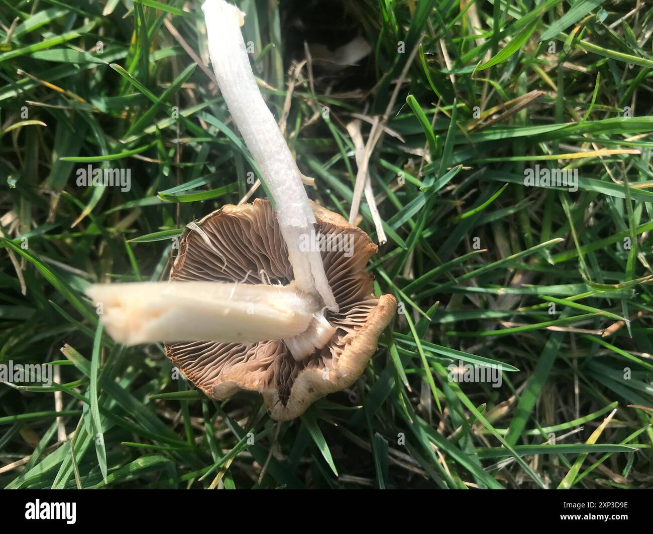 Pale Brittlestem (Candolleomyces candolleanus) Fungi Stock Photo - Alamy