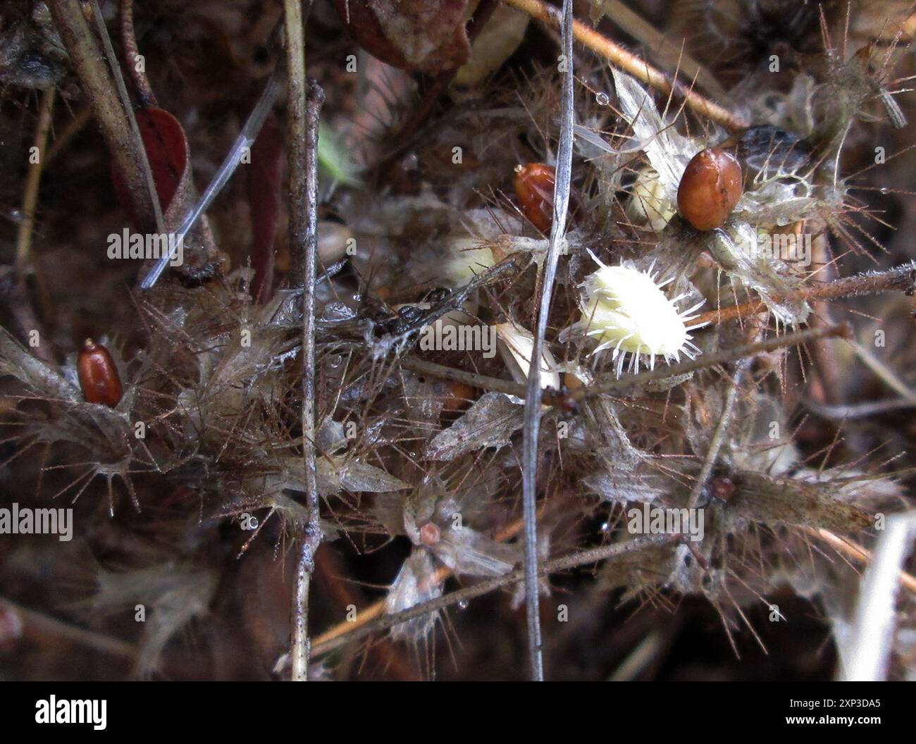 Surprise Packet (Blepharis maderaspatensis) Plantae Stock Photo - Alamy