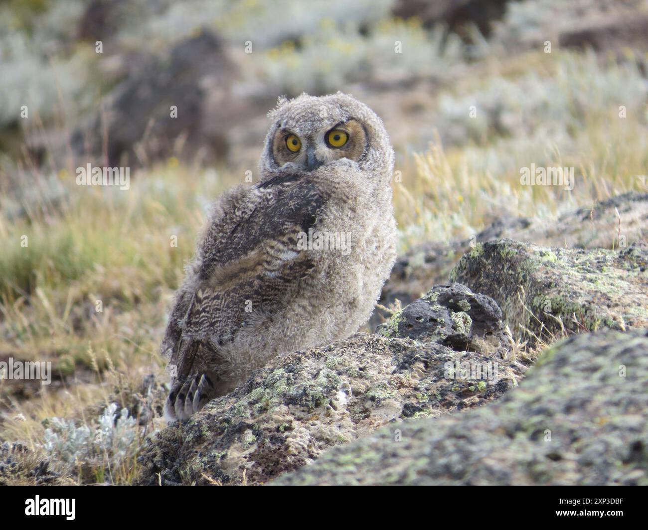 Lesser Horned Owl (Bubo magellanicus) Aves Stock Photo - Alamy