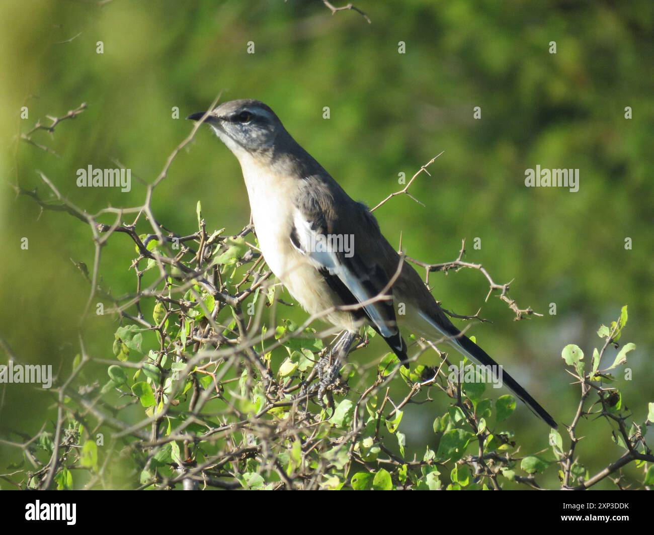 White-banded Mockingbird (Mimus triurus) Aves Stock Photo - Alamy