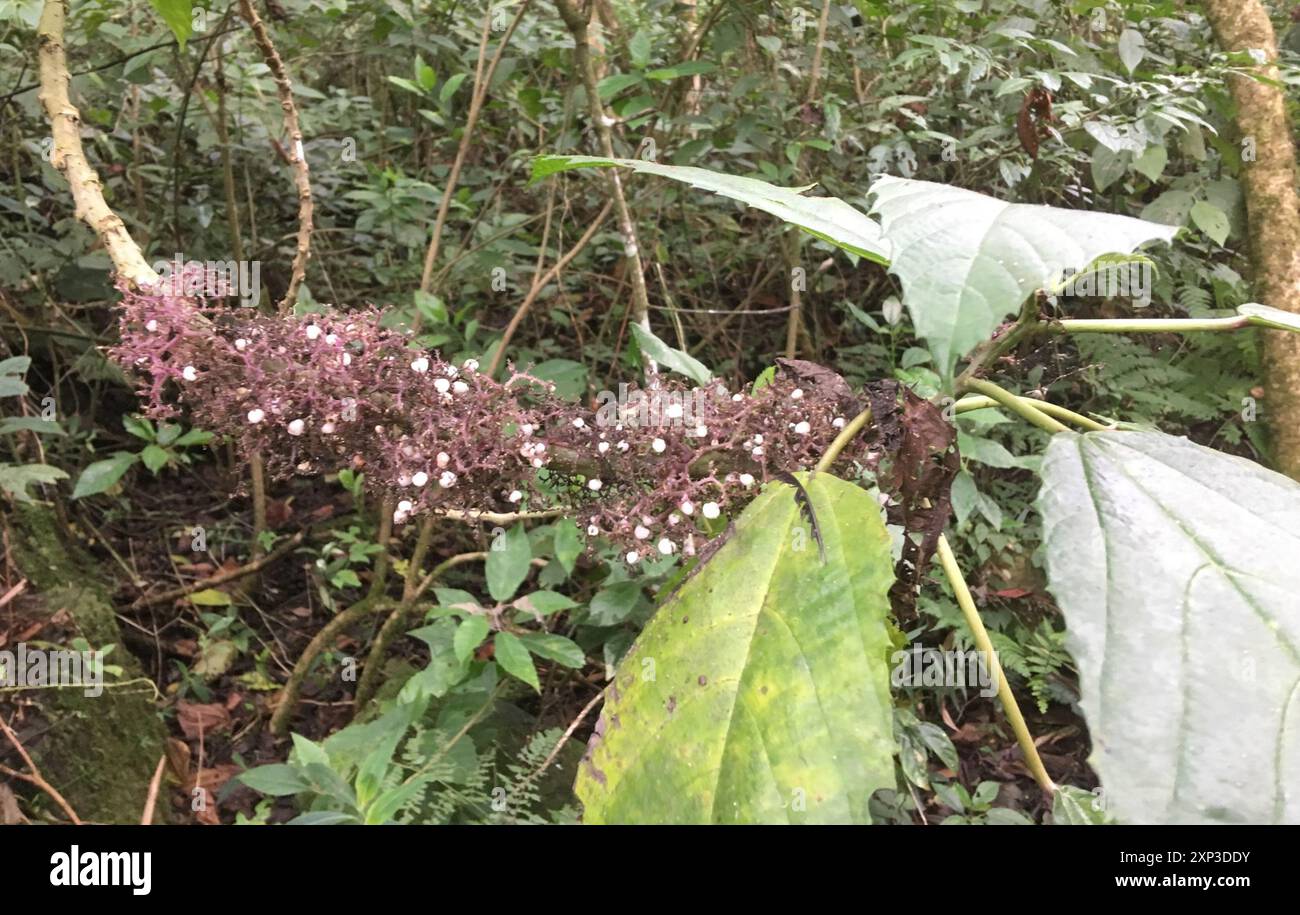 Scratchbush (Urera baccifera) Plantae Stock Photo - Alamy