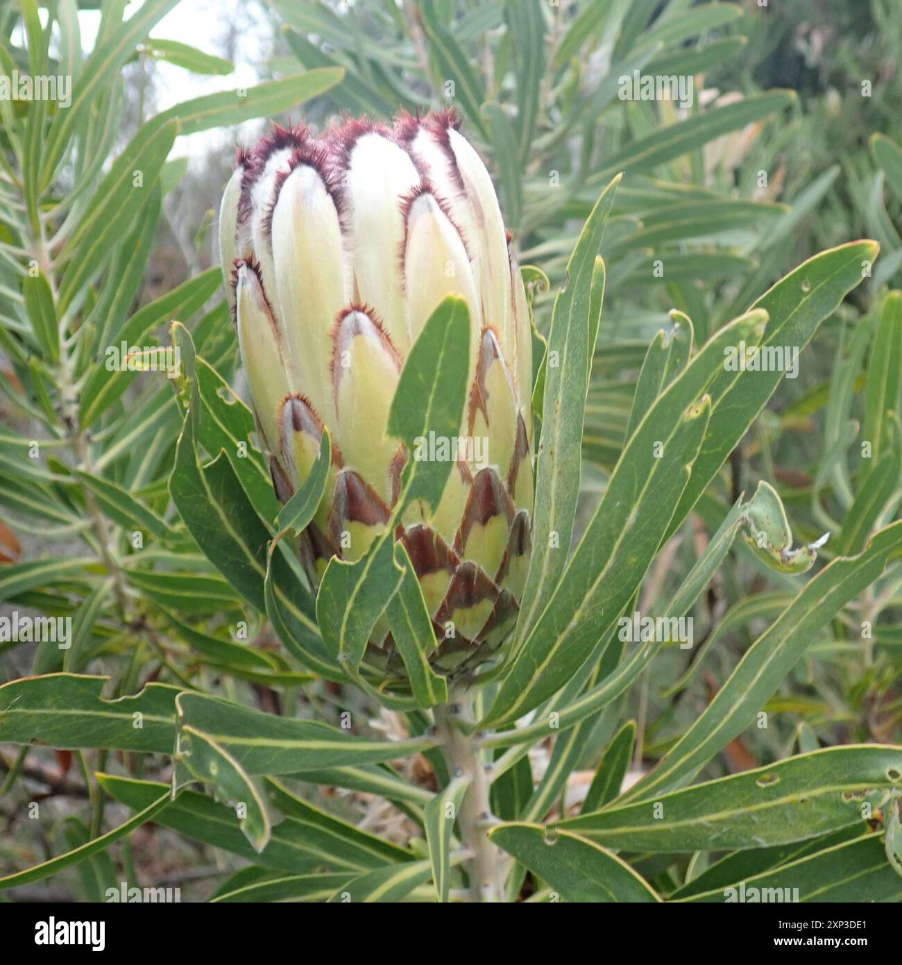 Oleander-leaf Protea (Protea neriifolia) Plantae Stock Photo - Alamy