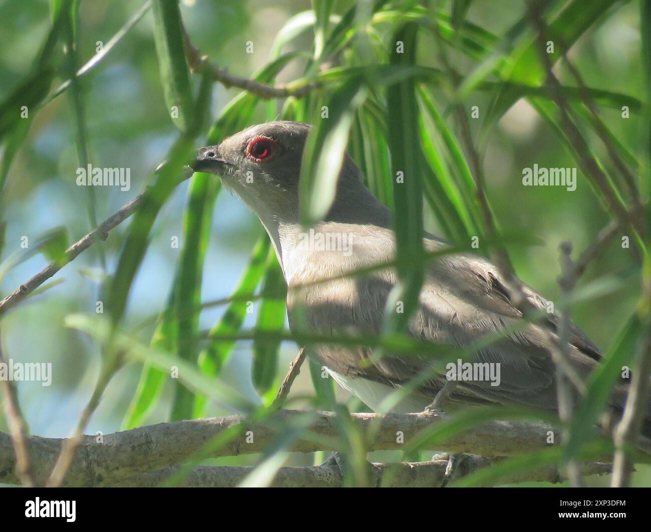 Ash-colored Cuckoo (Coccycua cinerea) Aves Stock Photo - Alamy