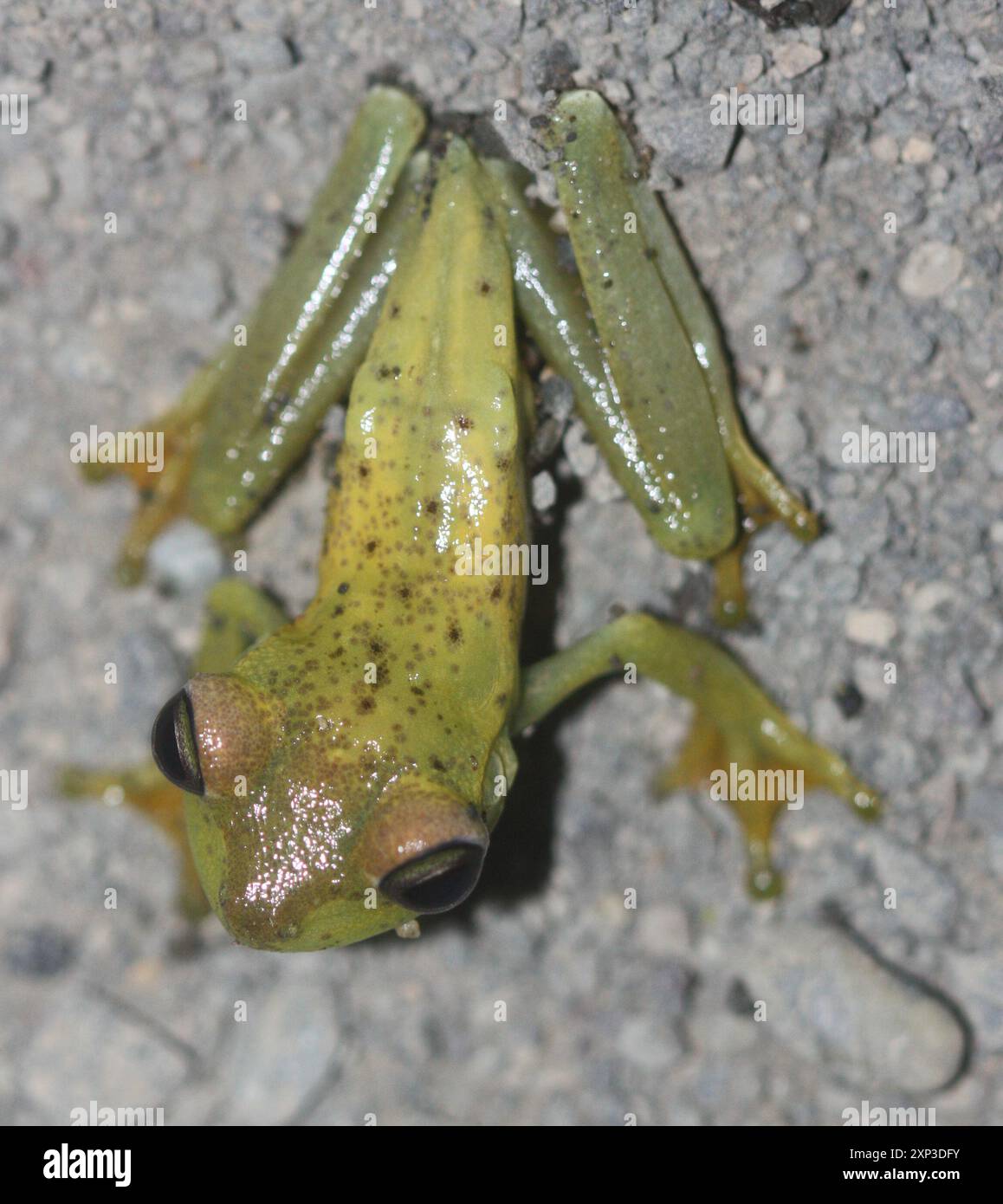 Rosenberg's Gladiator Frog (Boana rosenbergi) Amphibia Stock Photo - Alamy