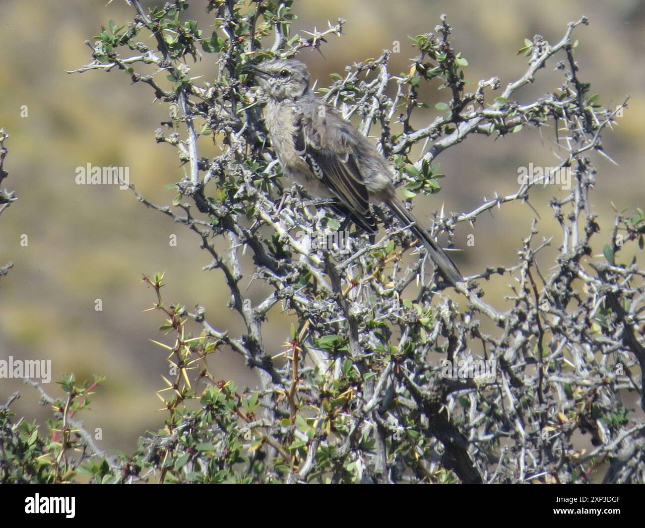 Patagonian Mockingbird (Mimus patagonicus) Aves Stock Photo - Alamy