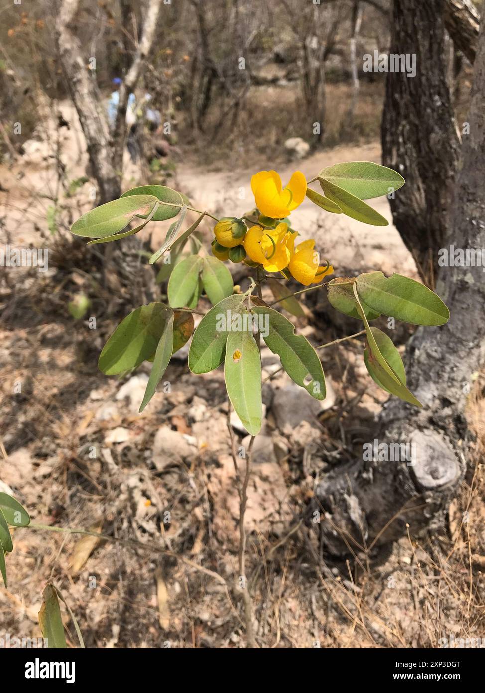 flor de San Jose (Senna atomaria) Plantae Stock Photo - Alamy