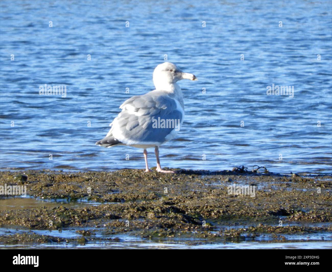 Olympic Gull (Larus glaucescens × occidentalis) Aves Stock Photo - Alamy