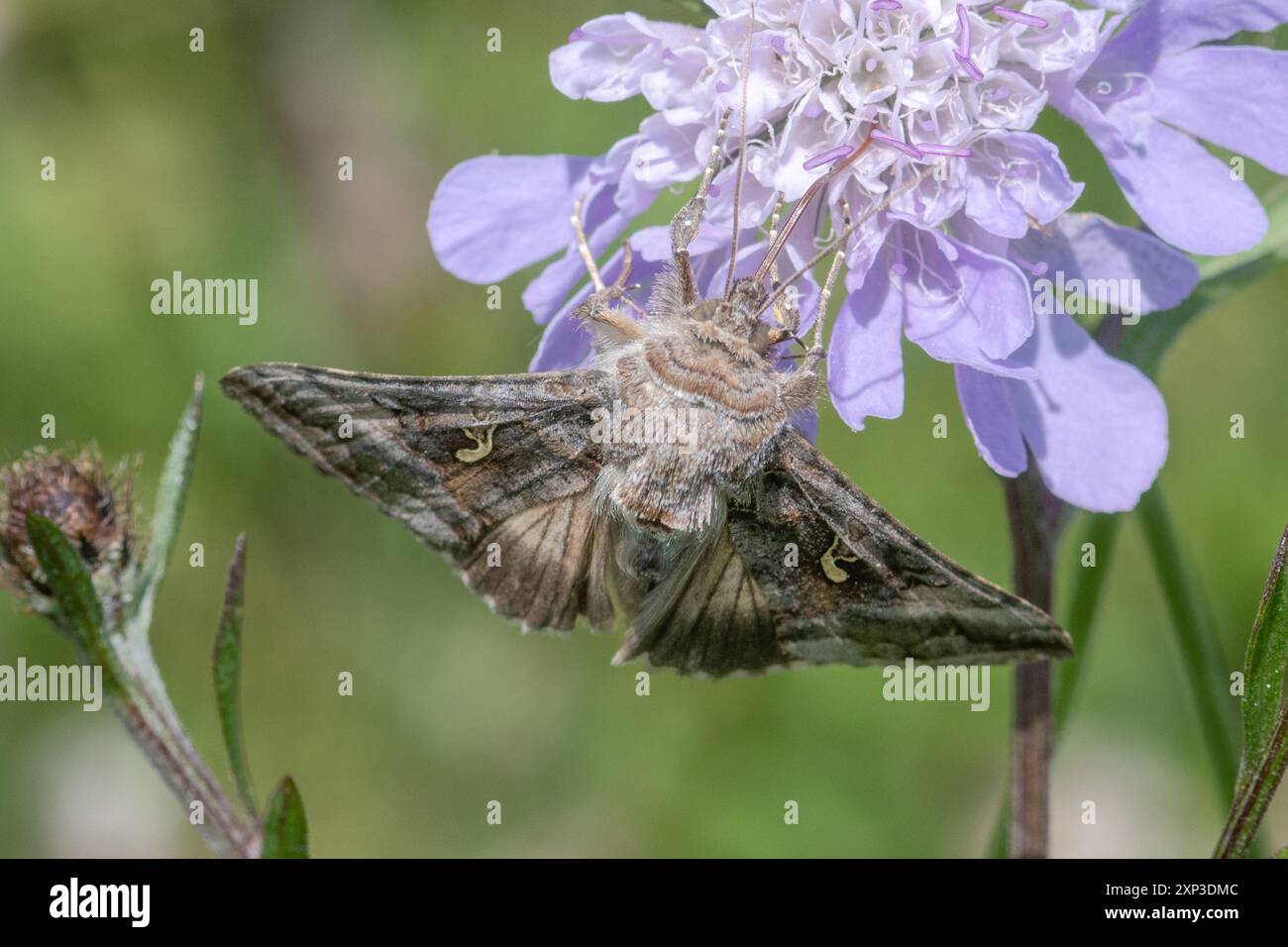Silver Y moth (Autographa gamma) nectaring on a small scabious ...