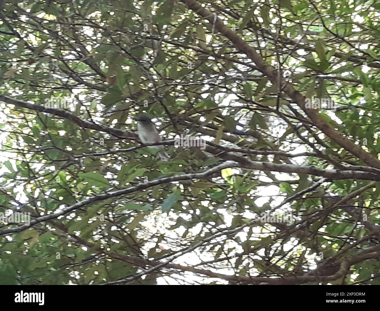 Igata gerygone hi-res stock photography and images - Alamy