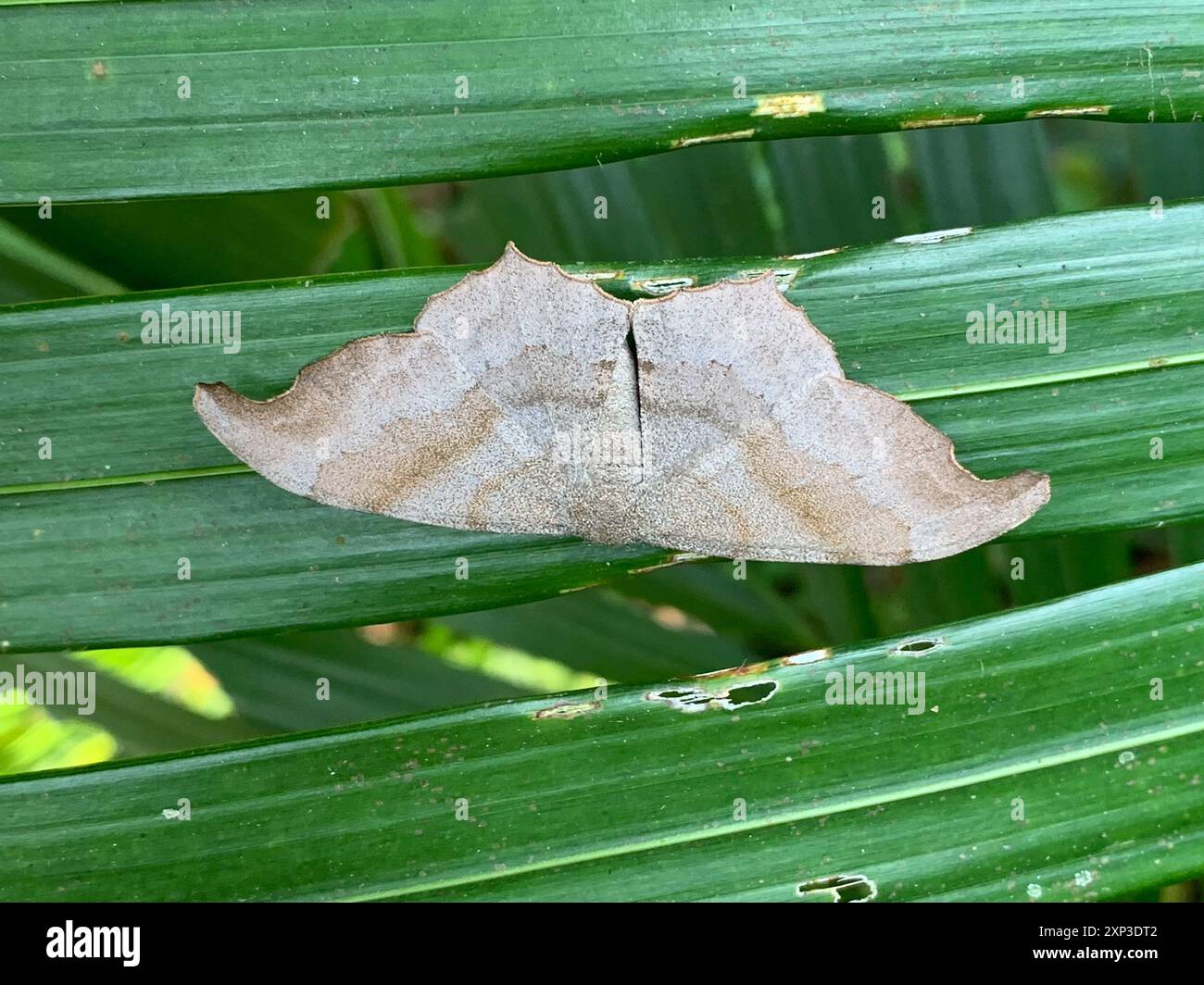 Black looper hi-res stock photography and images - Alamy