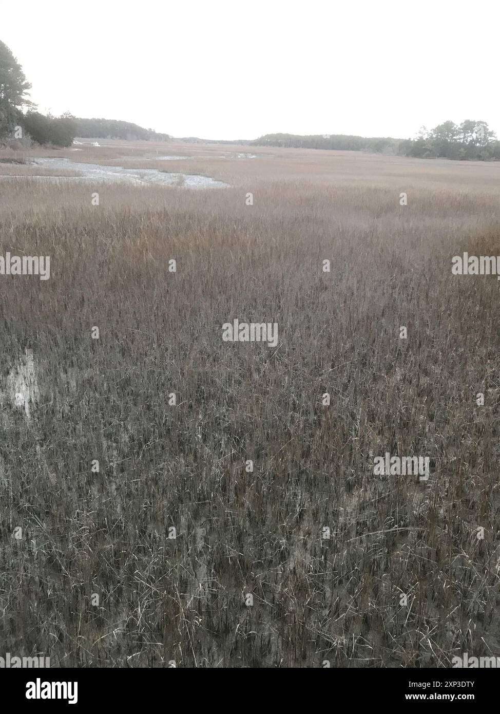 Saltmarsh Cordgrass (Sporobolus alterniflorus) Plantae Stock Photo - Alamy