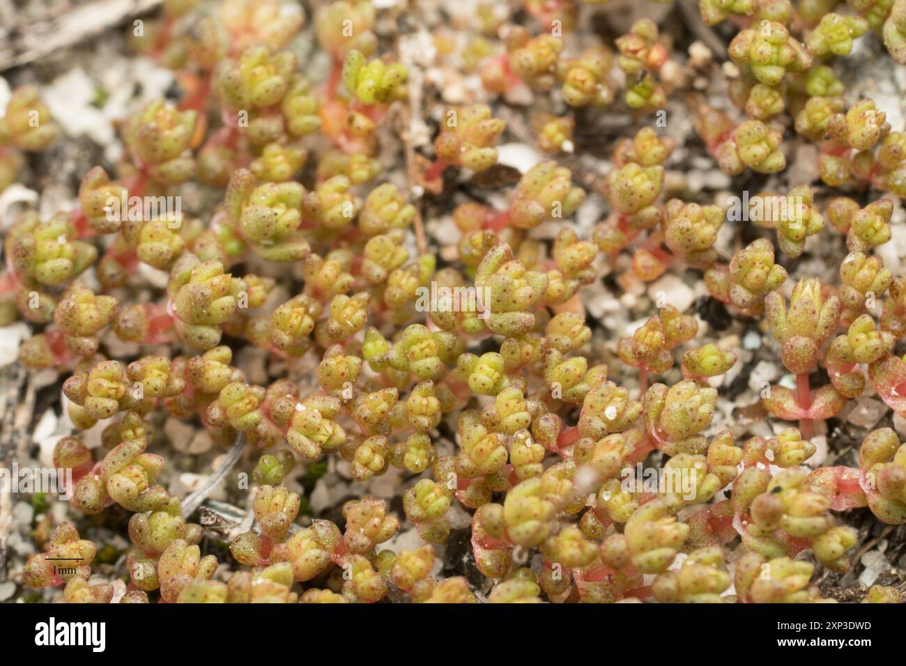 sand pygmyweed (Crassula connata) Plantae Stock Photo - Alamy