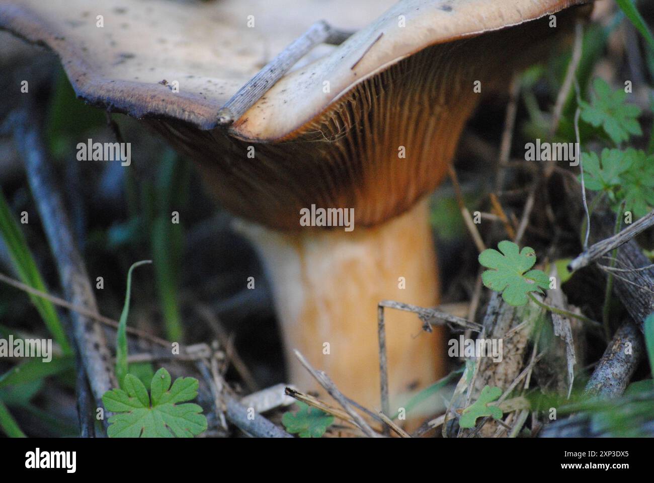 golden milkcap (Lactarius alnicola) Fungi Stock Photo - Alamy