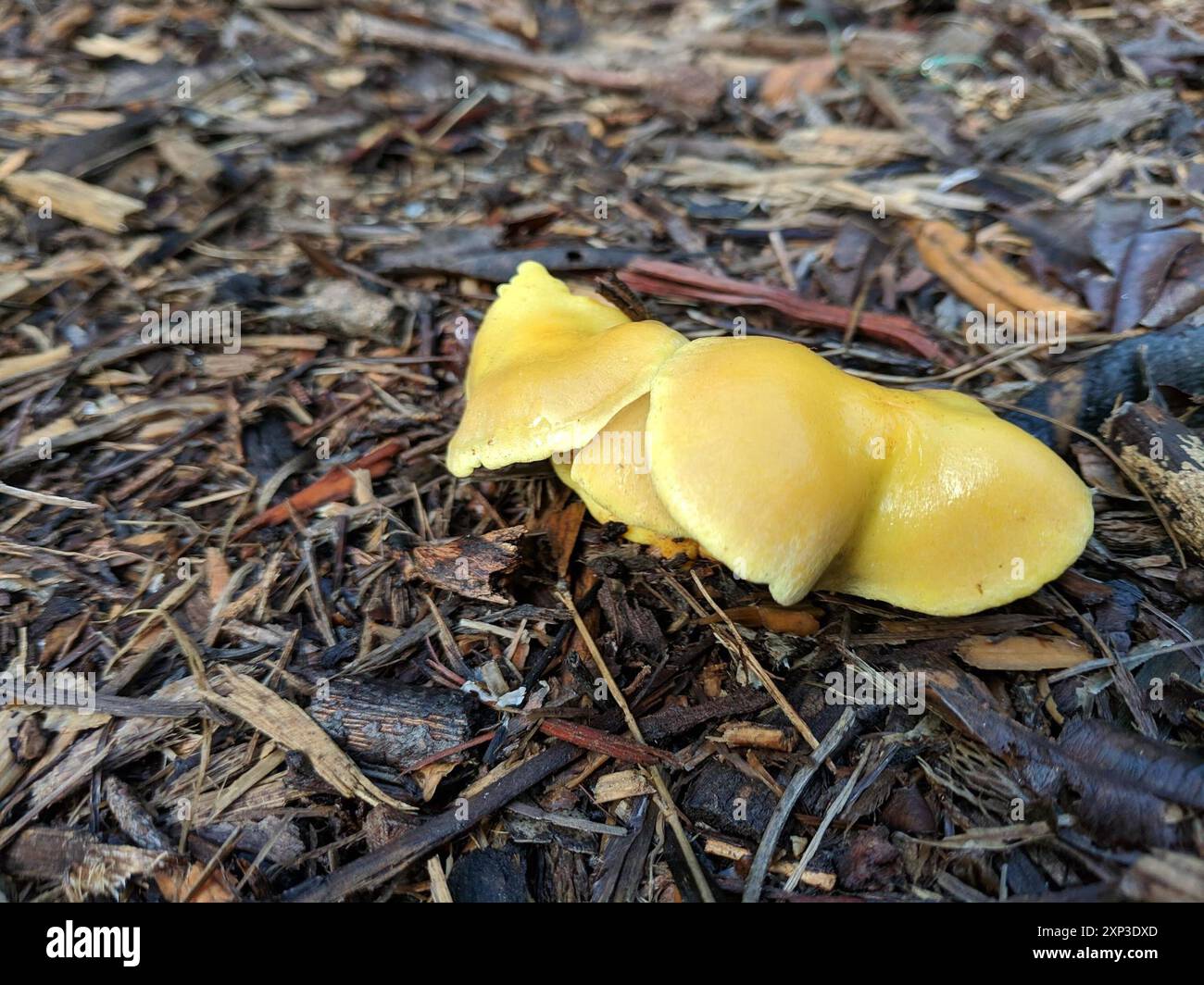 Sulphur Tuft (Hypholoma fasciculare) Fungi Stock Photo - Alamy