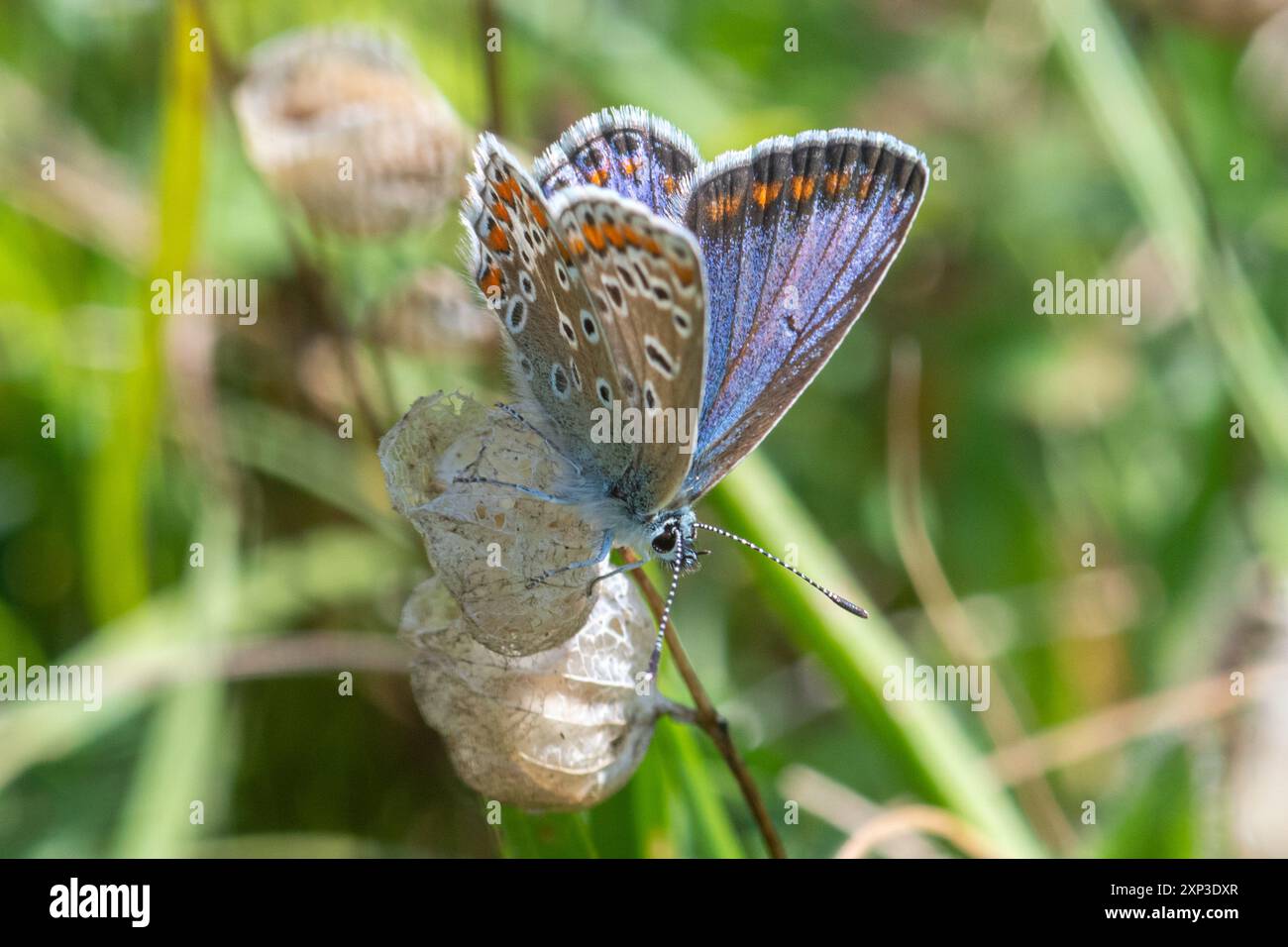 Uk common butterfly hi-res stock photography and images - Alamy